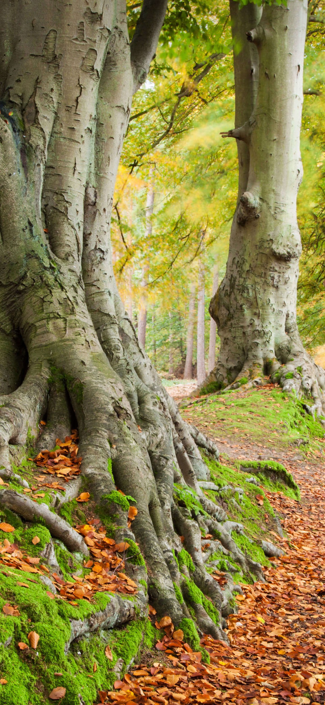 The queen of trees by Microsoft | Wallpapers | WallpaperHub