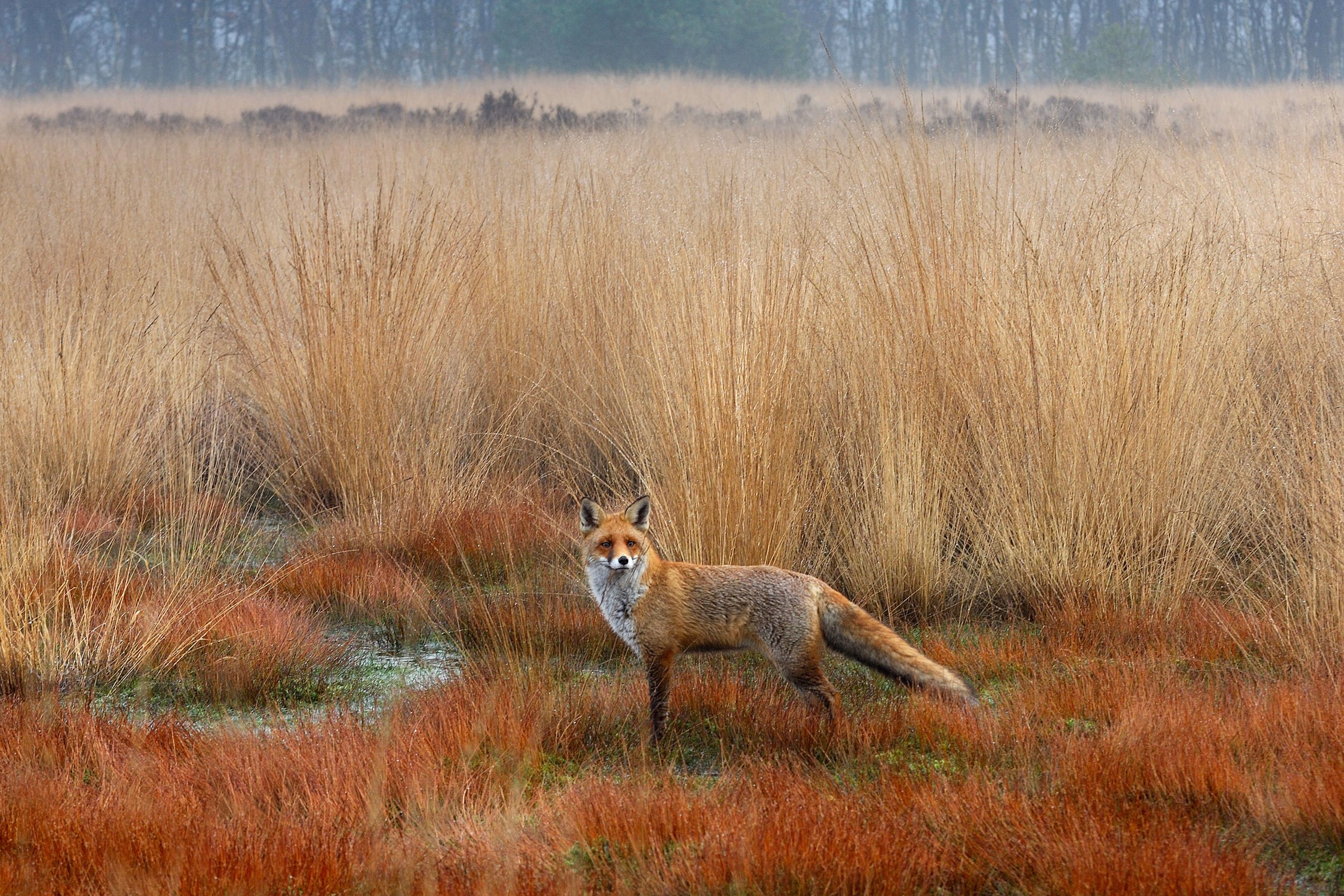 Fox in the marsh by Microsoft | Wallpapers | WallpaperHub