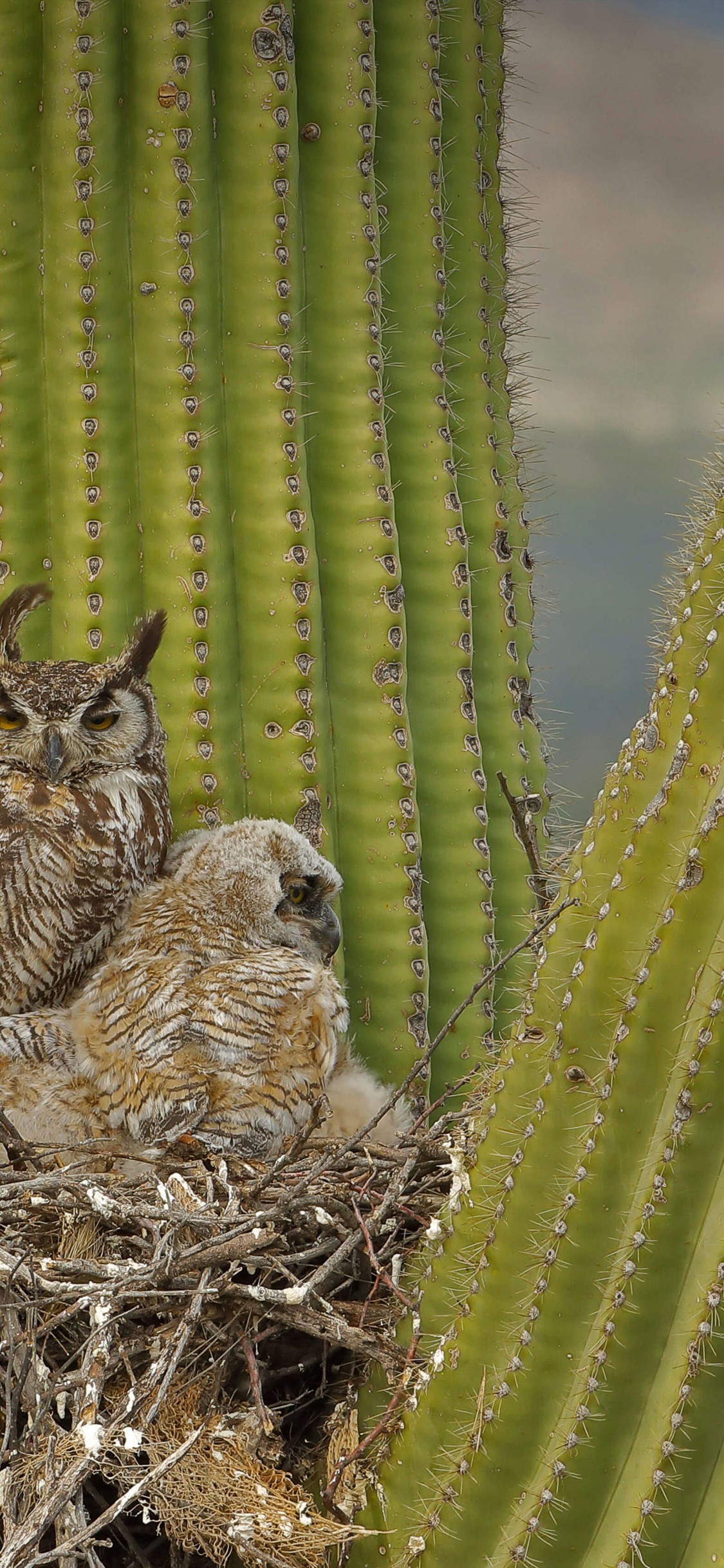 Counting crows...and every other bird by Microsoft | Wallpapers ...