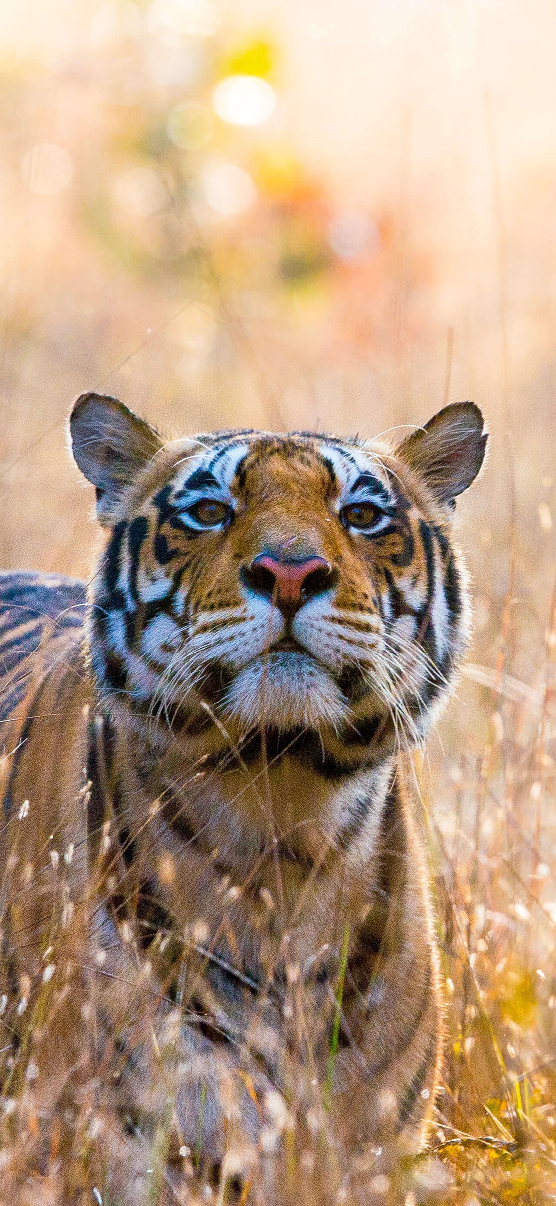 MP's most photographed big cat by Microsoft | Wallpapers | WallpaperHub