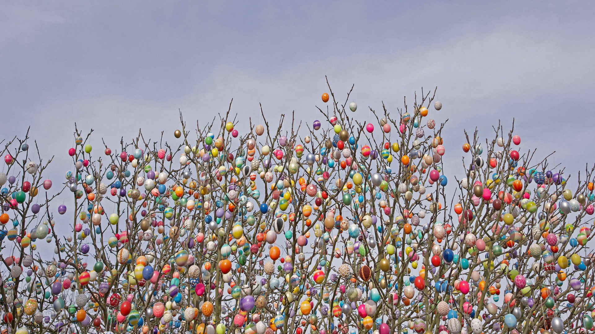 A yearly sign that spring has sprung by Microsoft | Wallpapers ...