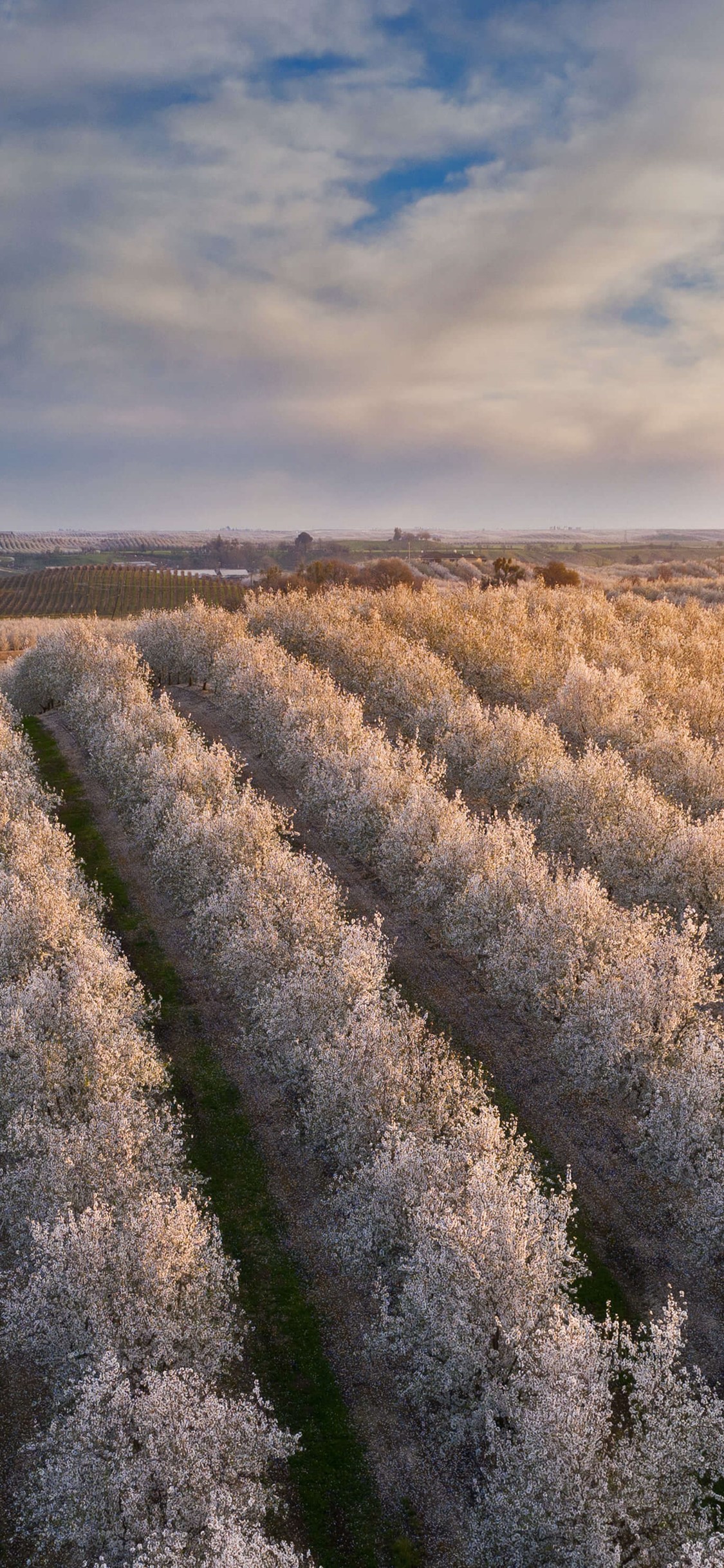 These trees are famous for bearing what? by Microsoft | Wallpapers ...