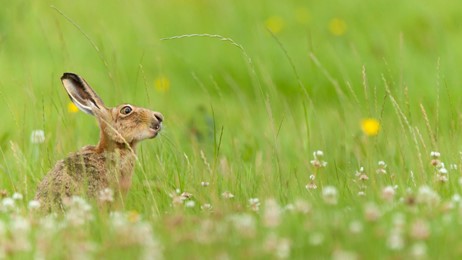 Have you been 'hare' before? by Microsoft | Wallpapers | WallpaperHub
