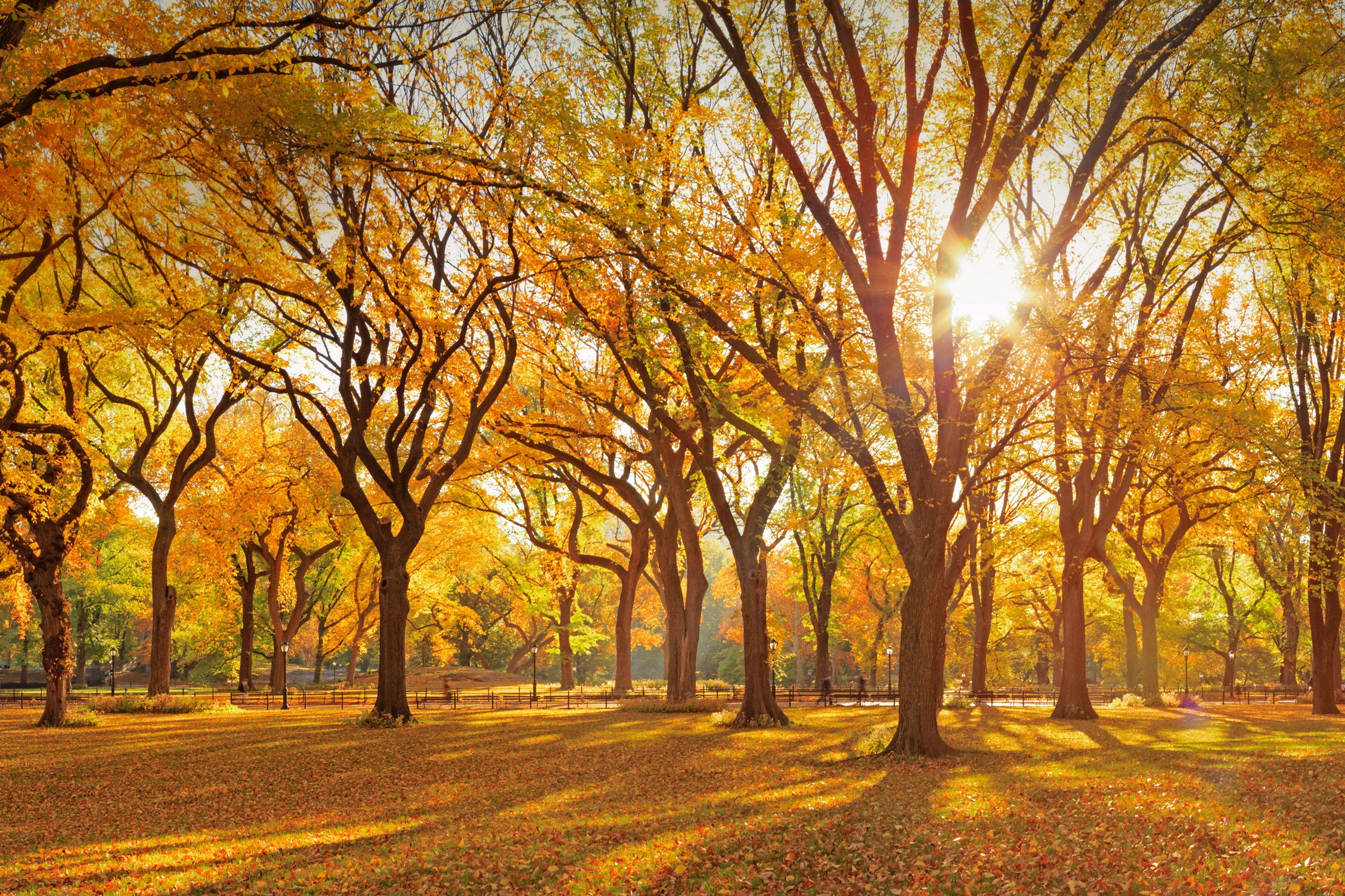 A dying breed of tree thrives in an American park by Microsoft ...
