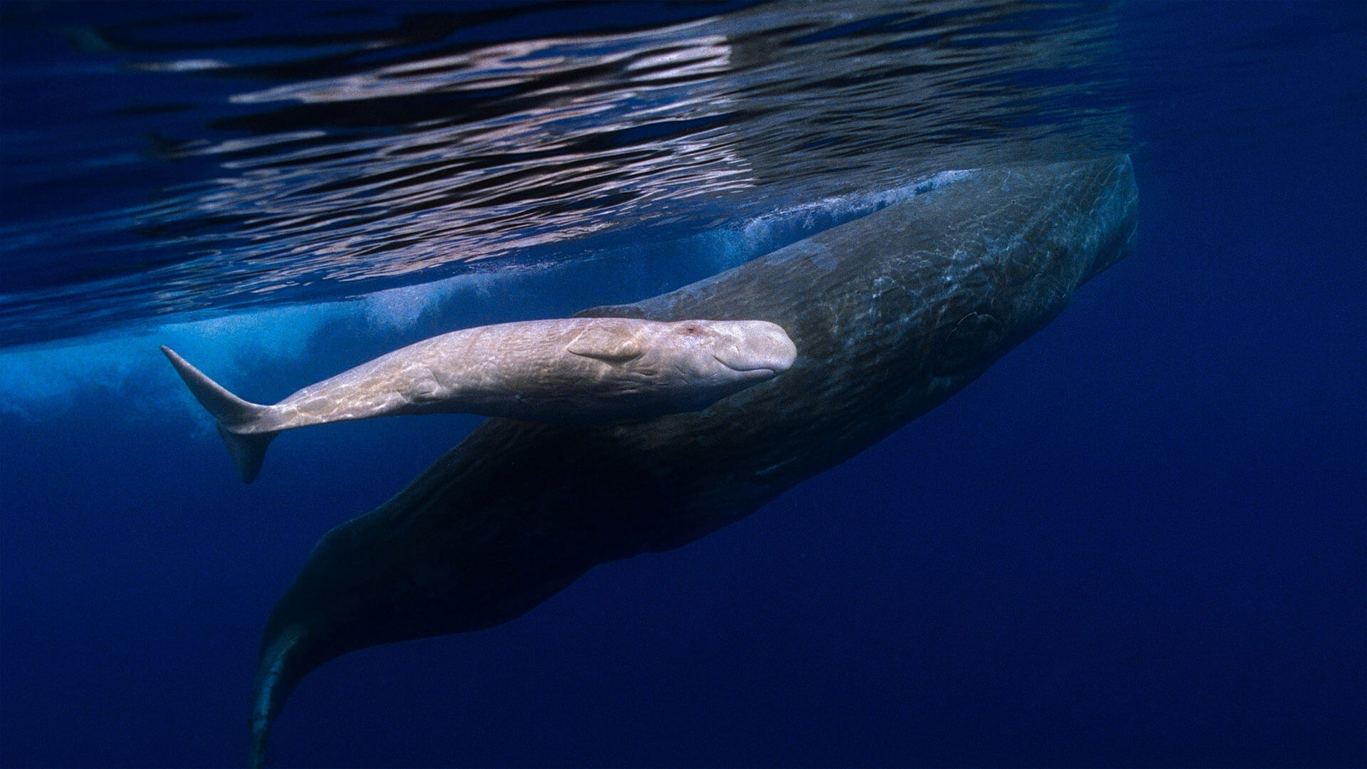 Celebrating whales - and a whale of a tale by Microsoft | Wallpapers ...