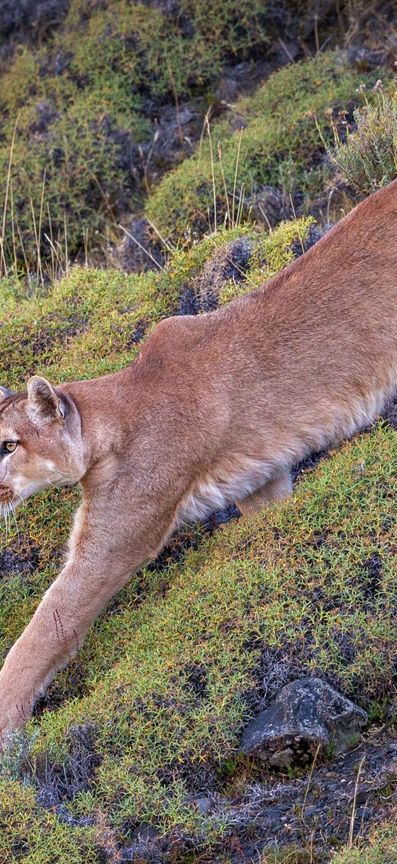 敏捷而隐秘 By Microsoft Wallpapers Wallpaperhub