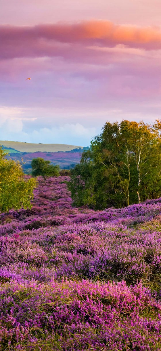 Heather on the hills by Microsoft | Wallpapers | WallpaperHub